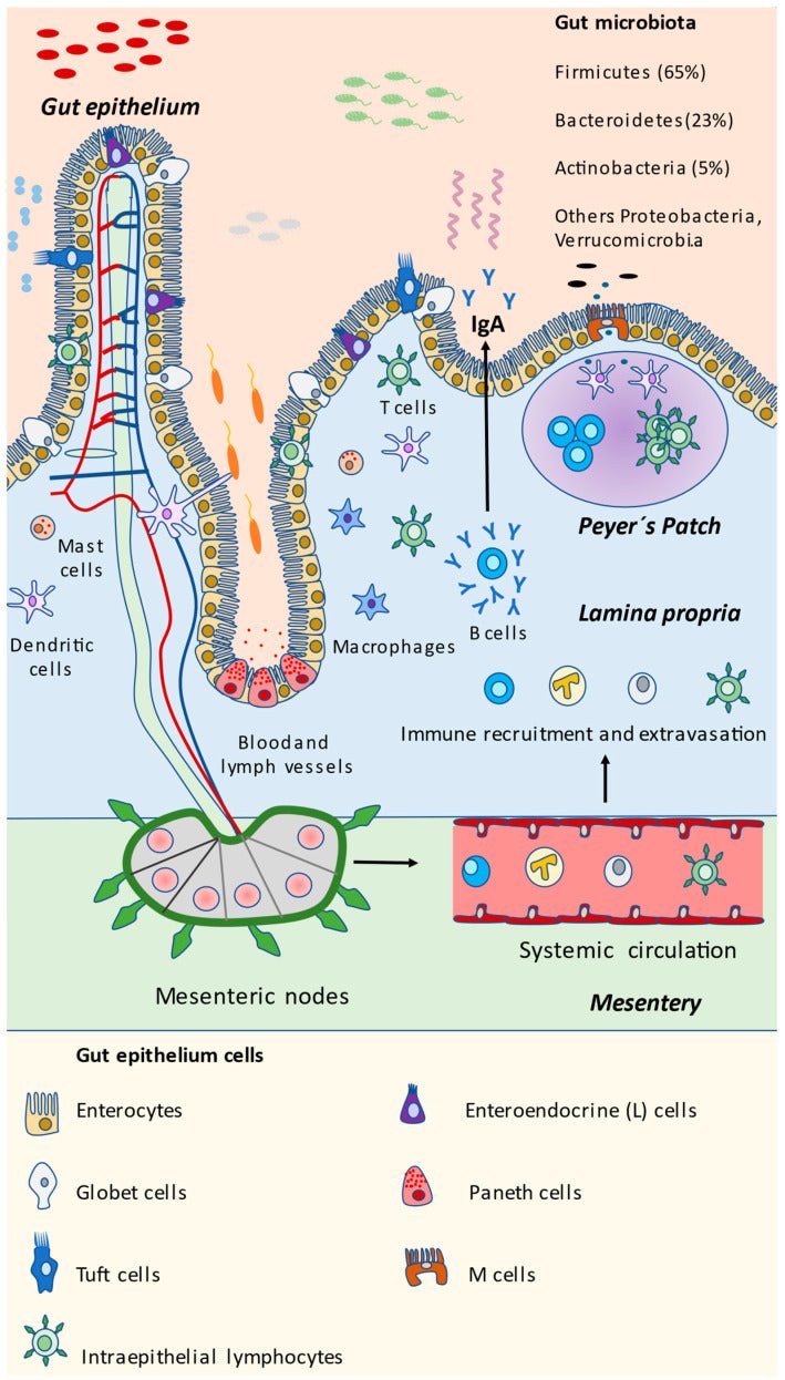 Understanding the Link Between Gut Health and Digestive Issues – casa ...